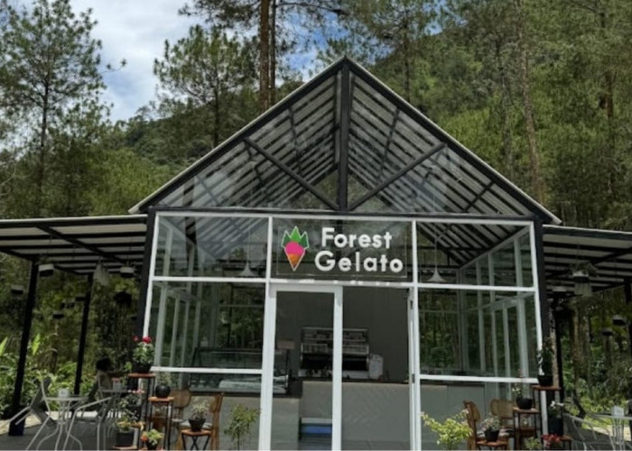 Menikmati Ice Cream Di Tengah Hutan Pinus Dengan Pemandangan Gunung Di ...